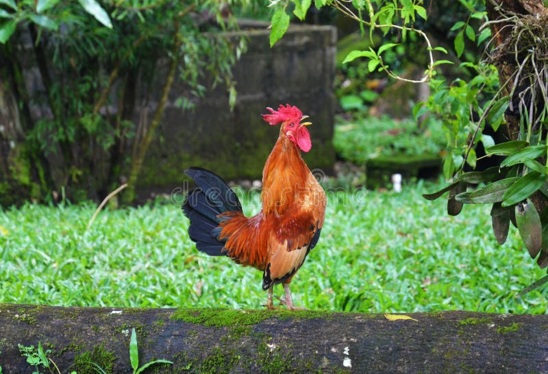 Shouting rooster stock image. Image of claw, chicken - 55105831