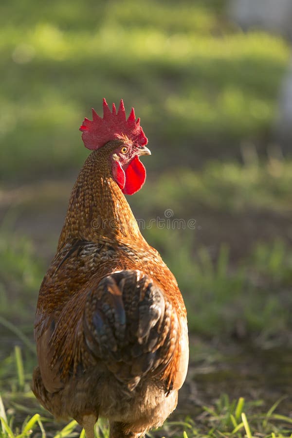 Rooster Side Profile at Sunrise Stock Photo - Image of sunrise, profile ...