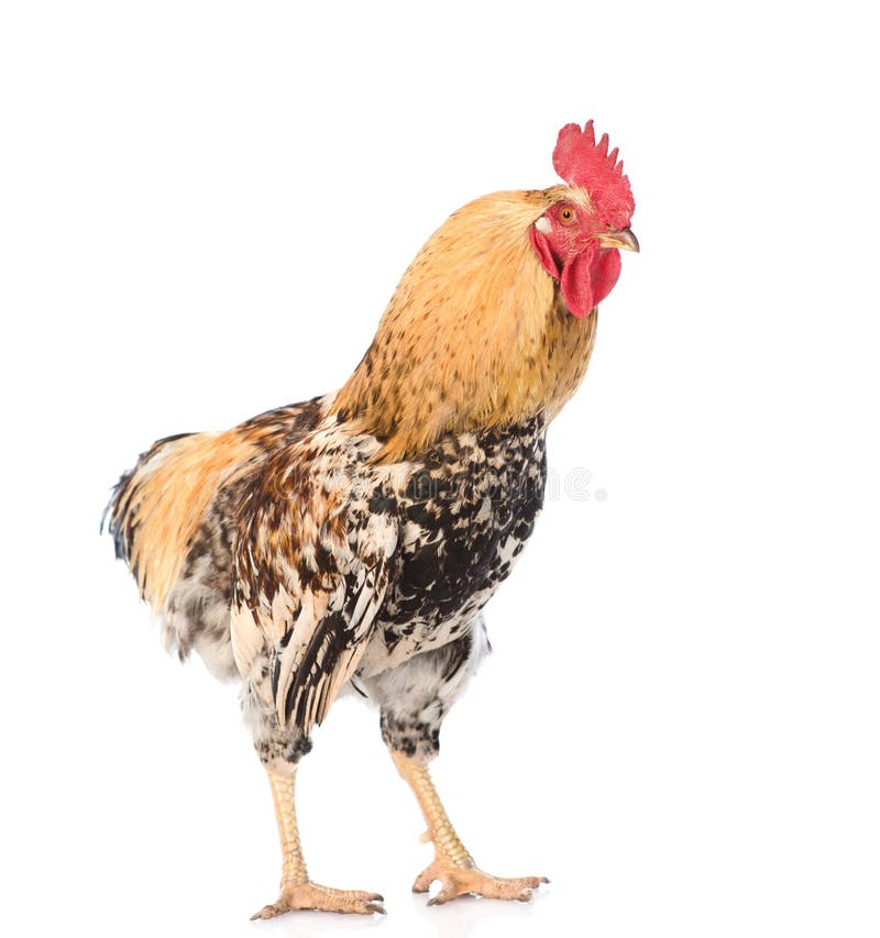 513 Rooster Isolated White Background Side View Stock Photos - Free ...