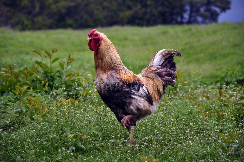 The Rooster is Yellow, Anutine S Eyes. Spring, Ukraine Stock Image ...