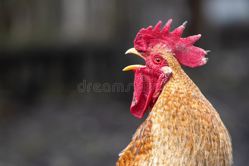 Rooster Singing Early in the Morning Close Up Copy Space Stock Image ...