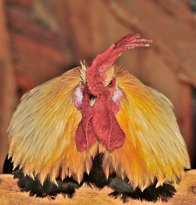 551 Rooster Night Stock Photos - Free & Royalty-Free Stock Photos from ...