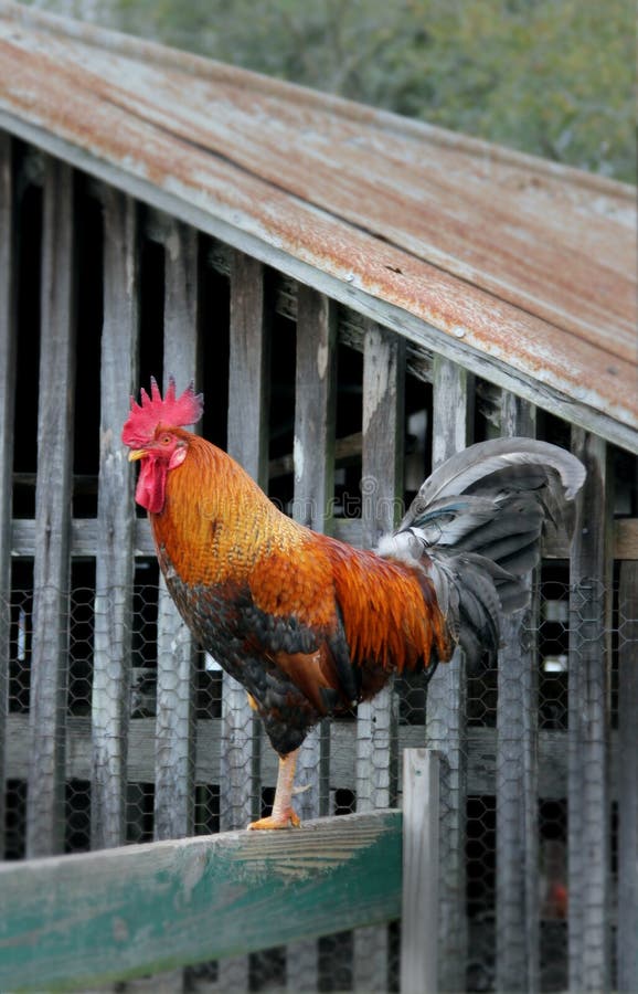 Rooster stock image. Image of wire, pecks, rooster, wood - 92058225