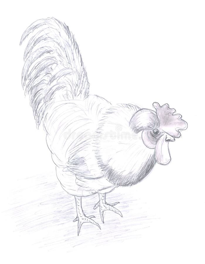 Rooster sketch stock illustration. Illustration of graphic - 12367785