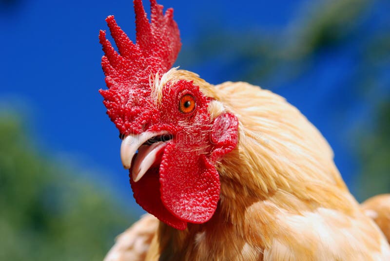 Banty Rooster Stock Photos - Free & Royalty-Free Stock Photos from ...
