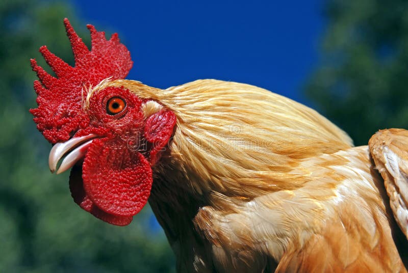 Banty Rooster Stock Photos - Free & Royalty-Free Stock Photos from ...