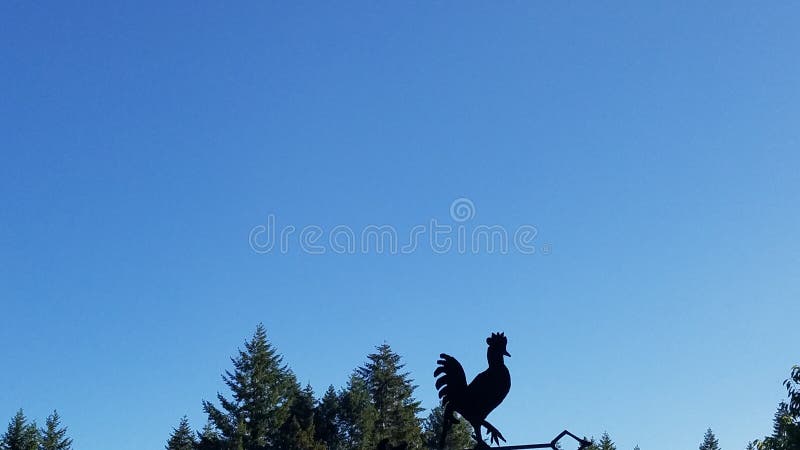 Rooster in skyline stock photo. Image of nature, foreground - 97923950