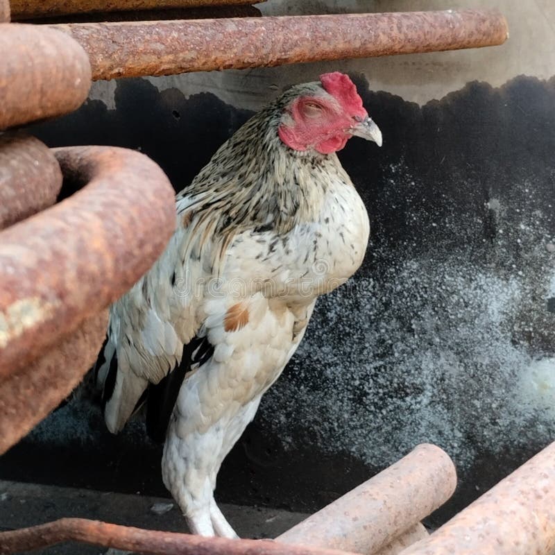 The rooster is sleeping stock photo. Image of sleeping - 337114526