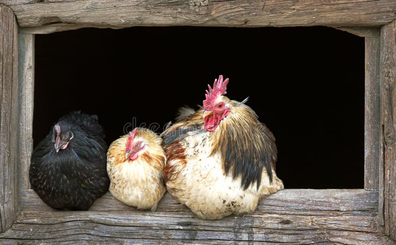 Rooster and Sleepy Chickens Stock Image - Image of head, livestock ...