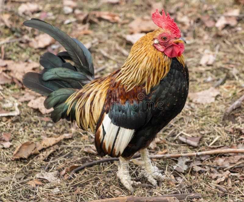 Rooster stock image. Image of green, chickens, tail, brown - 46844999