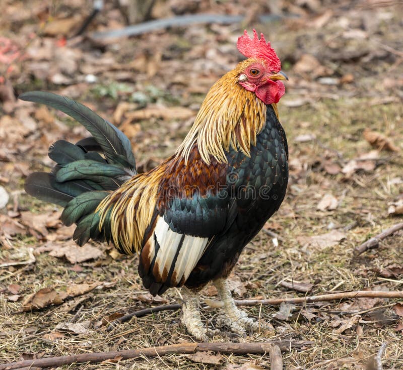 Rooster stock image. Image of green, chickens, tail, brown - 46844999
