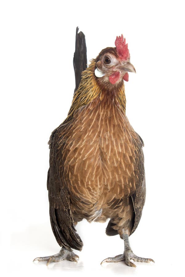 Small Rooster in the Hands of a Child Stock Image - Image of animal ...