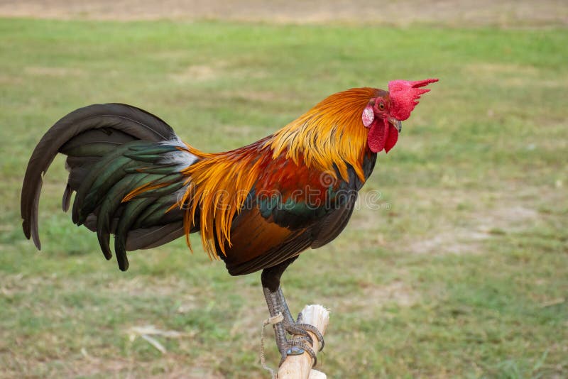 Rooster stock photo. Image of farm, beak, feathers, feathered - 133845842