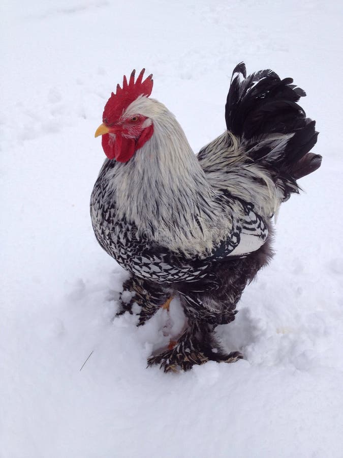 Crowing Rooster of Old Resistant Breed Hedemora from Sweden on Snow in ...