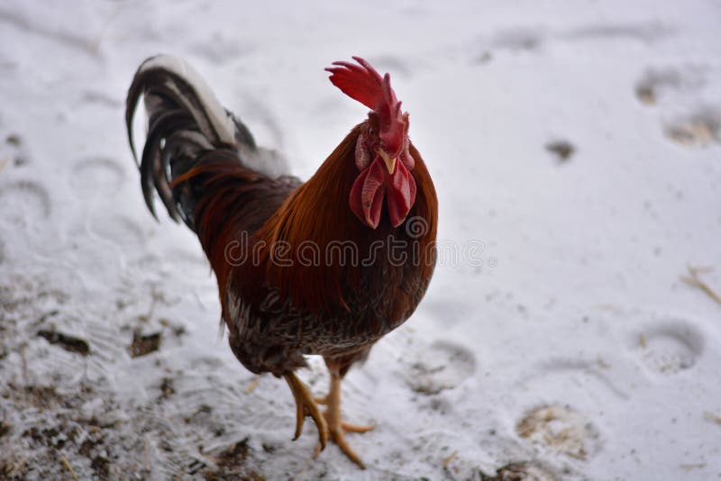 A Rooster in the Snow of the Cold Winter Stock Image - Image of ...