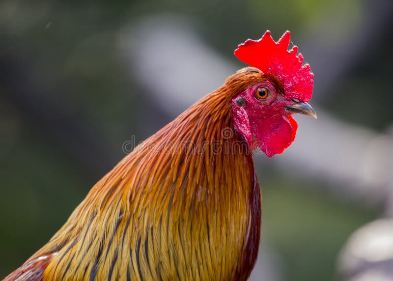 Rooster stock photo. Image of horizontal, macho, majestic - 48475604