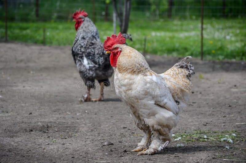 Rooster stock image. Image of spur, domestic, poultry - 81070937
