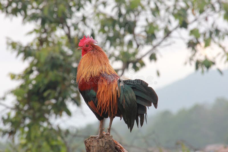 Red Rooster Stand on Pink Tile Stock Photo - Image of background, rural ...