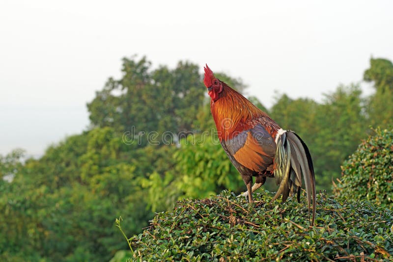 Rooster Stand Bush Plant Stock Photos - Free & Royalty-Free Stock ...