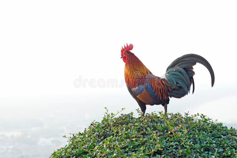Rooster Stand Bush Plant Stock Photos - Free & Royalty-Free Stock ...