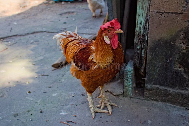 Rooster standing guard stock photo. Image of guard, feathers - 222539584