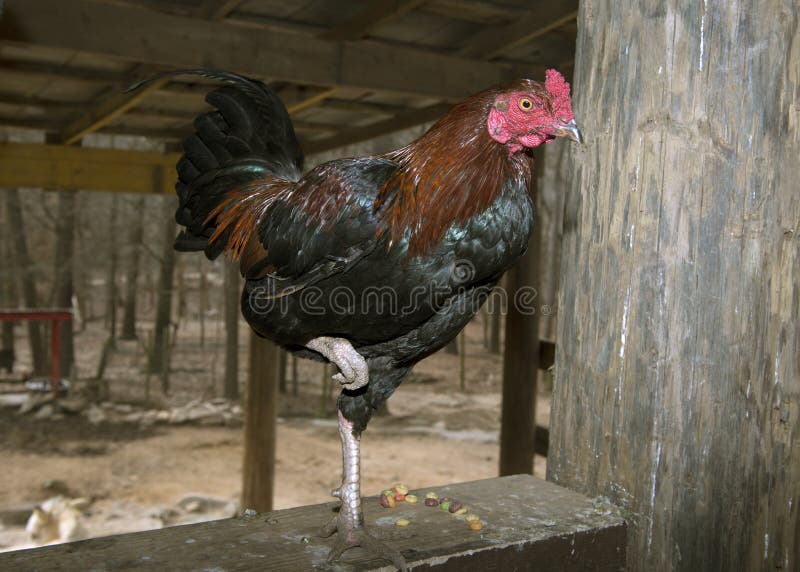 Rooster stock image. Image of crow, barnyard, rooster - 38587217