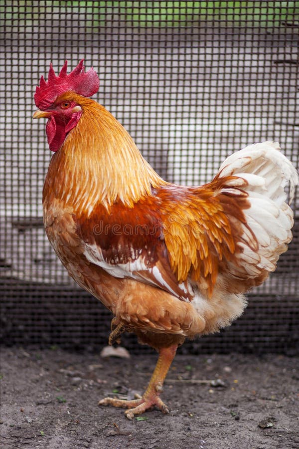 Rooster stock image. Image of magnificant, plummage, cockerel - 140427