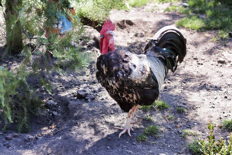 The Rooster is Standing on One Leg Stock Photo - Image of young, animal ...