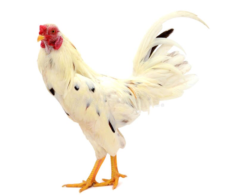 Rooster Standing on One Leg. Stock Image - Image of studio, bird: 192390489