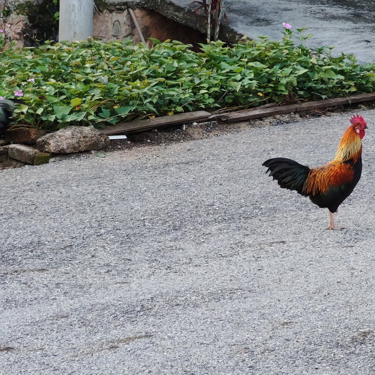 Rooster standing on road stock image. Image of road - 330552969
