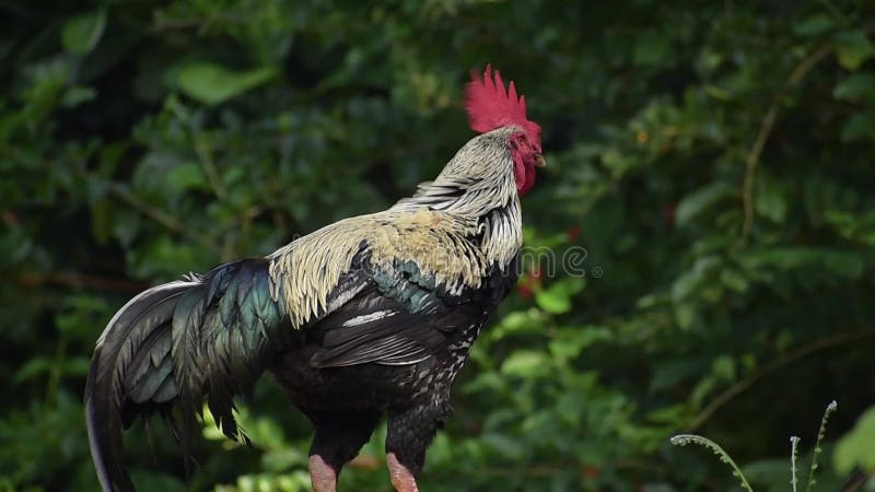 Rooster Scratching Its Head Stock Video - Video of green, animal: 238181209