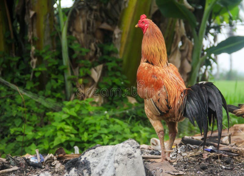 A Rooster Standing Upright in a Place Proudly Stock Image - Image of ...