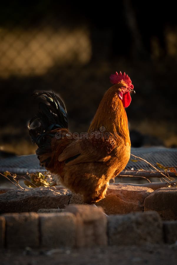 Rooster Stands among Bricks in Golden Light Stock Image - Image of farm ...