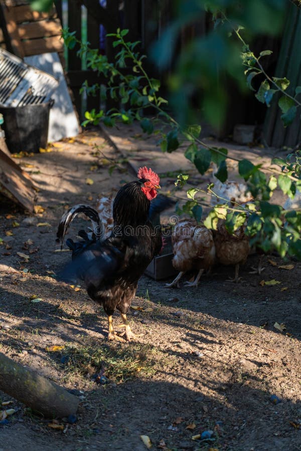 The Rooster Stands Proudly among the Chickens in the Village Stock ...