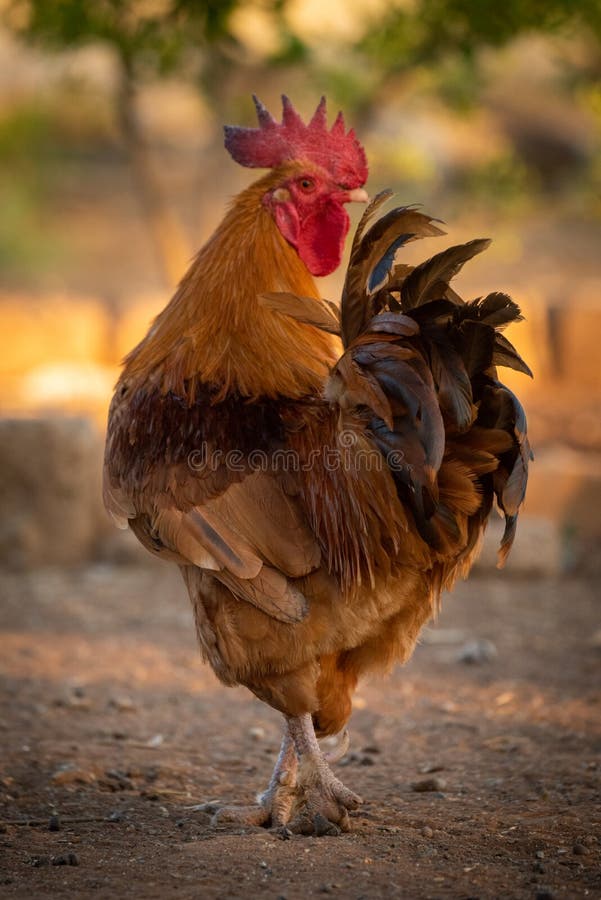 Rooster Stands on a Fence on a Background of Sunrise Stock Photo ...