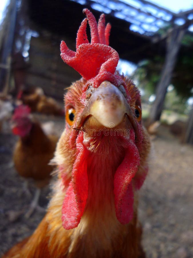 95,489 Rooster Stock Photos - Free & Royalty-Free Stock Photos from ...