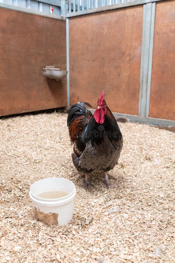 Rooster in a barn stock image. Image of sharp, rooster - 108430547