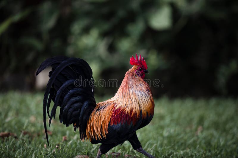 Rooster Strolling by a Bush on Grassy Ground Stock Image - Image of ...