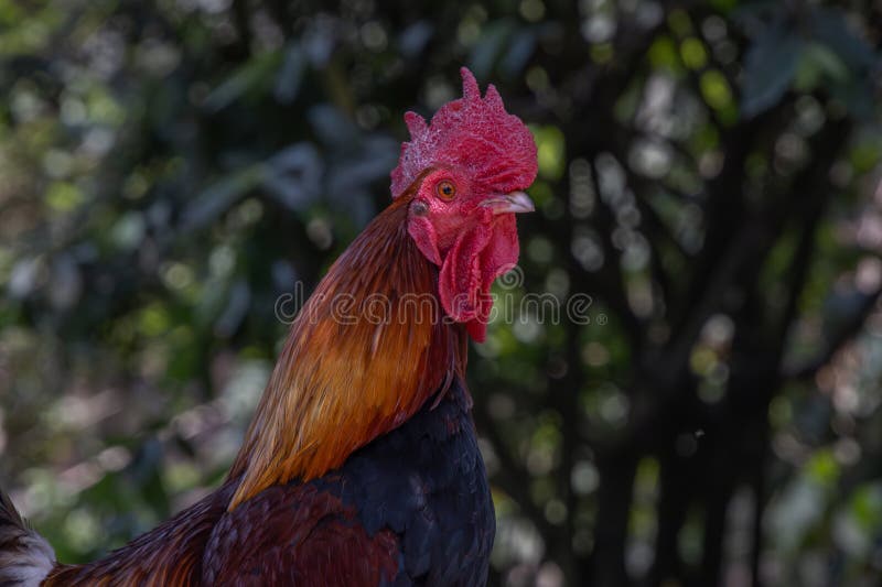 Rooster Strolling by Trees at the Roadside. Stock Photo - Image of ...