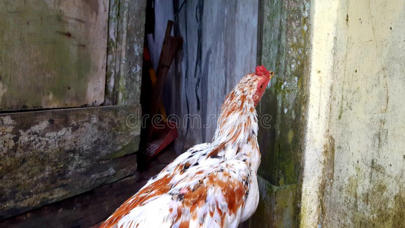 The Rooster is the Strongest Rooster. Stock Image - Image of strongest ...