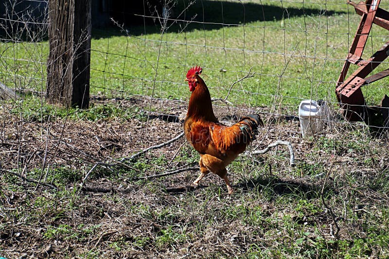 Rooster Strut stock image. Image of ohio, canfield, strutting - 46410599