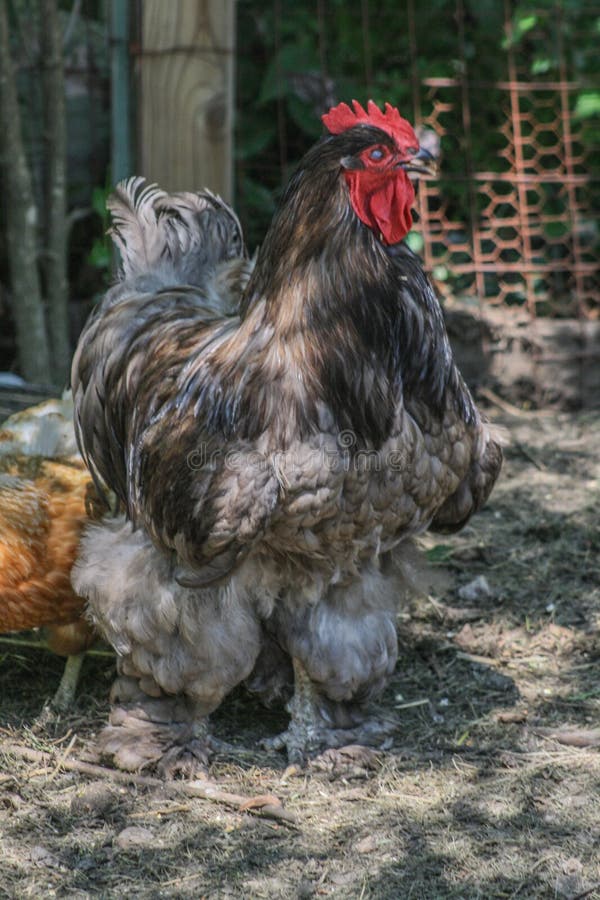 212 Strutting Rooster Photos - Free & Royalty-Free Stock Photos from ...