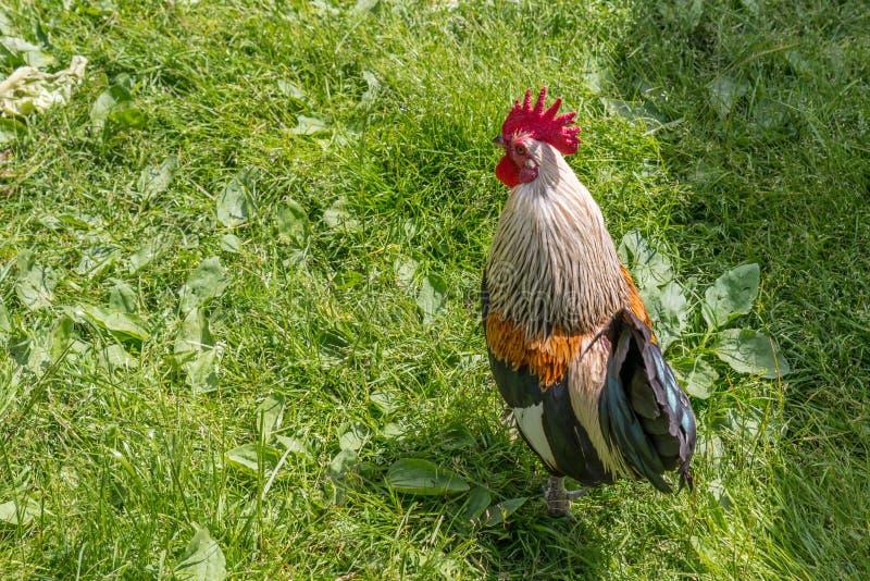 257 Strutting Rooster Stock Photos - Free & Royalty-Free Stock Photos ...