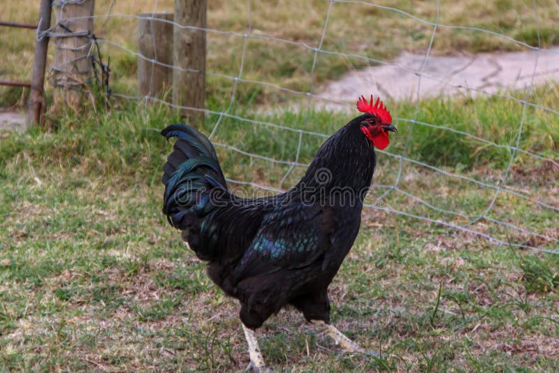 Rooster Strutting His Stuff Stock Image - Image of beak, meat: 226103409