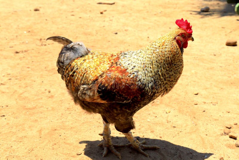 Rooster in Sun Light on Eco Farm Stock Image - Image of gallus, animal ...