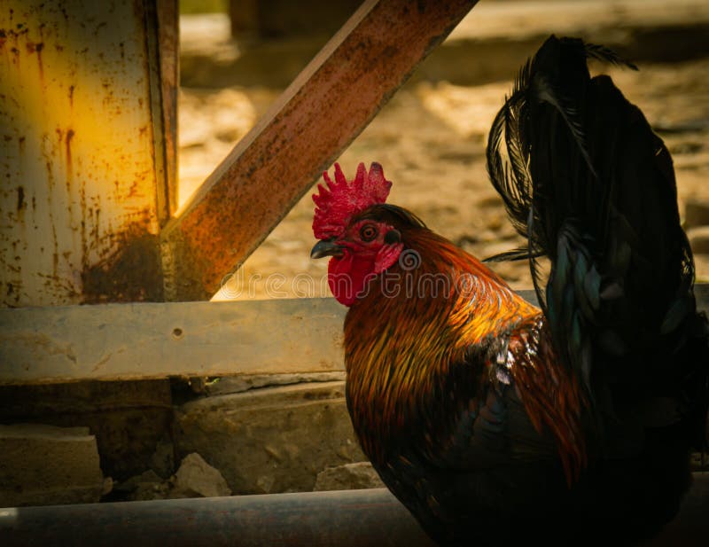Rooster in a sun rise time stock photo. Image of espresso - 273063616