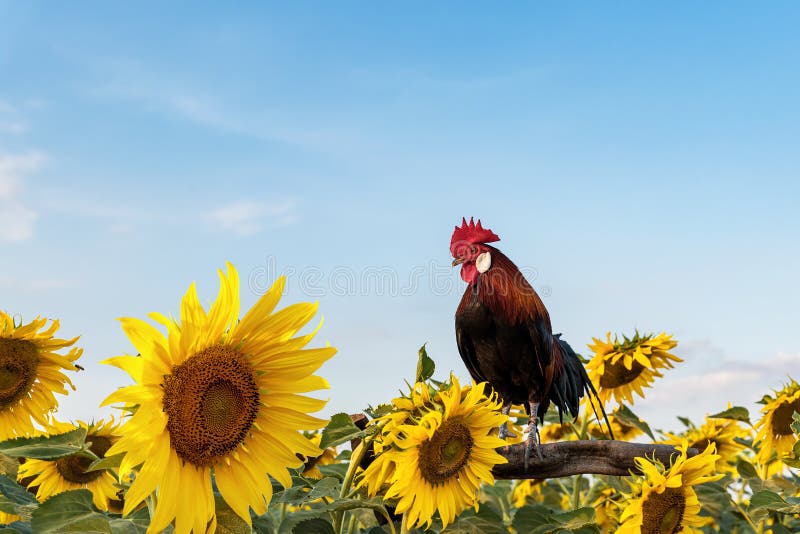 236 Rooster Sunflower Stock Photos - Free & Royalty-Free Stock Photos ...