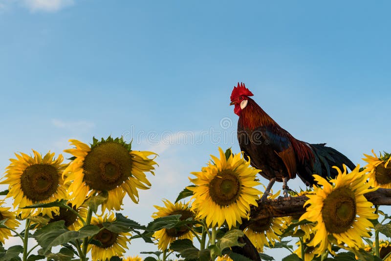 238 Sunflower Rooster Stock Photos - Free & Royalty-Free Stock Photos ...