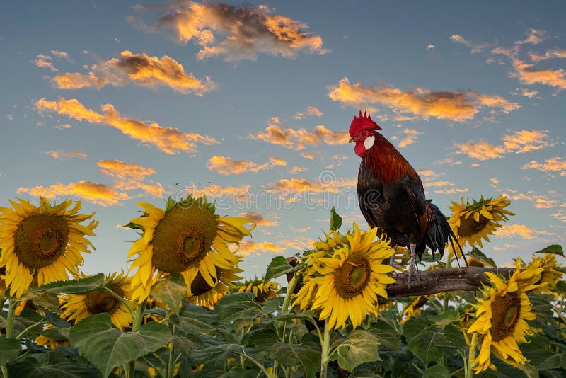 236 Rooster Sunflower Stock Photos - Free & Royalty-Free Stock Photos ...