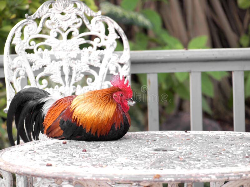 Rooster stock photo. Image of farming, farm, chick, actual - 55779712